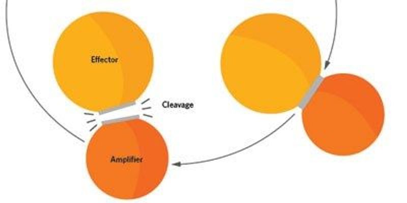 Infographic: How to Build a Synthetic Sensor | The Scientist