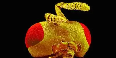 Animal Microbiomes Are Unique and Beneficial to Their Hosts | The Scientist