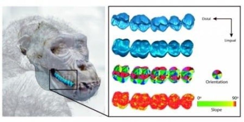 The Topography of Teeth | The Scientist