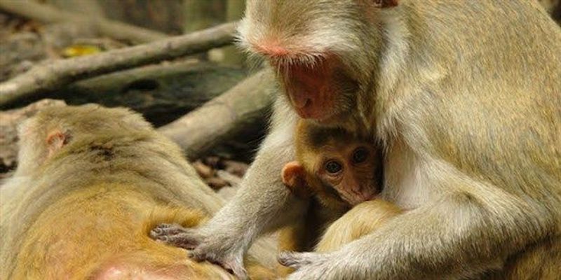 Low Social Status May Weaken Immune System in Monkeys | The Scientist