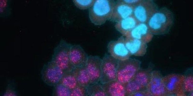 Image of the Day: Story of a Cell | The Scientist