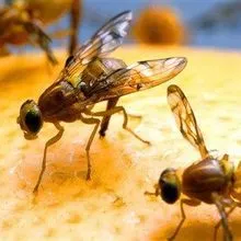 “Food Coma” Phenomenon Studied In Fruit Flies | The Scientist
