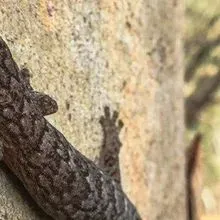 Image of the Day: Gecko Glow | The Scientist