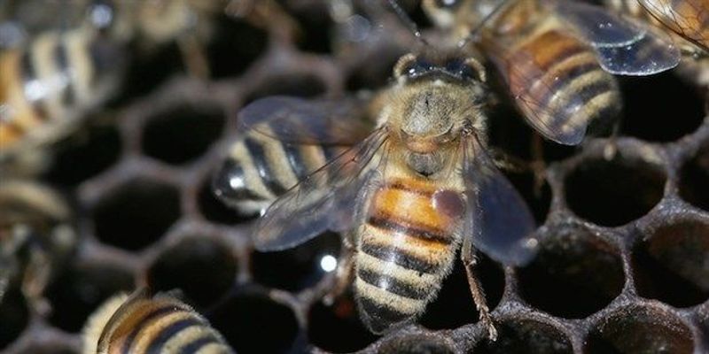 Image of the Day: Bee Trouble | The Scientist