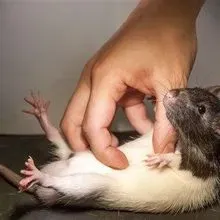 Rats Are Ticklish, Sometimes | The Scientist