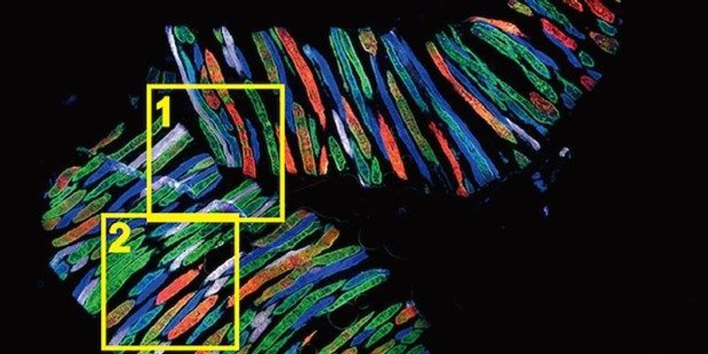 Image of the Day: Muscle Mosaic | The Scientist