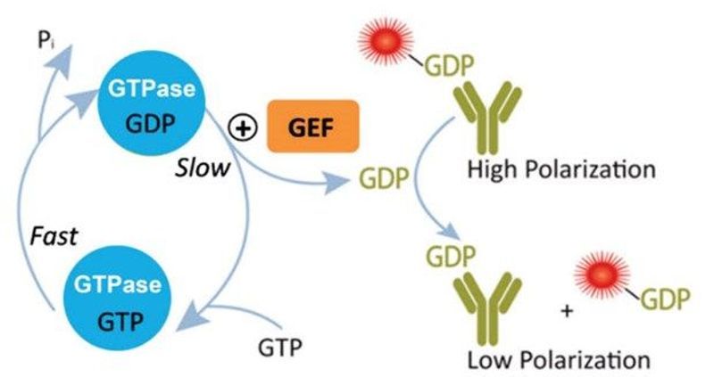 BellBrook Labs Awarded NIH Grant | The Scientist