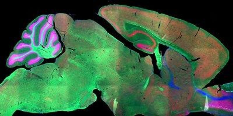 Barcoding the Connectome | The Scientist