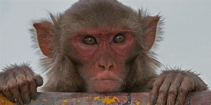 Brain Implant Helps Paralyzed Monkeys Walk Again | The Scientist