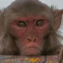 Brain Implant Helps Paralyzed Monkeys Walk Again | The Scientist