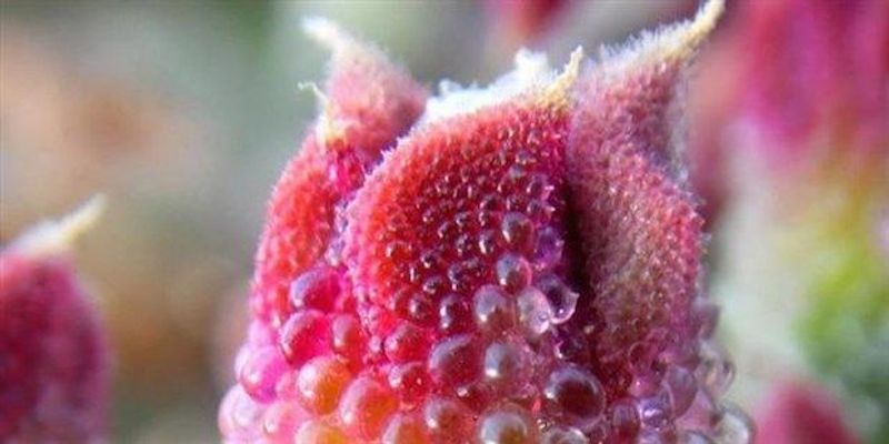 Image of the Day: Cool Genes | The Scientist