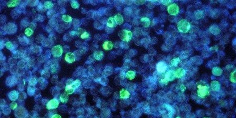 Five Oncoviruses Debut On NIH Carcinogen List | The Scientist