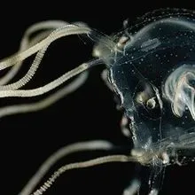 Image of the Day: Trippy Tripedaliidae | The Scientist