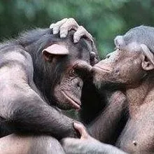 Chimpanzee Research | The Scientist