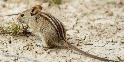 How These Rodents Got Their Stripes | The Scientist