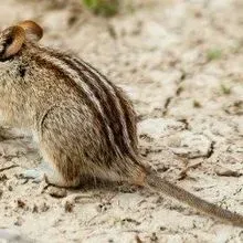 How These Rodents Got Their Stripes | The Scientist