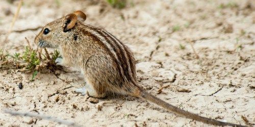 Striped Field Mouse