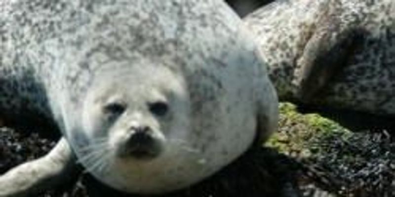 Sealing the Deal | The Scientist