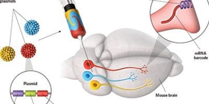 Neural Connectome Method Uses mRNA Barcodes | The Scientist