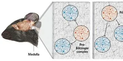 Neural Network Found That Helps Control Breathing | The Scientist