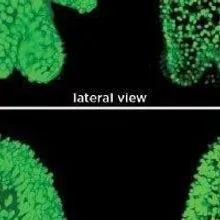 Light-sheet Microscopy | The Scientist