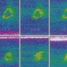 Two-photon Microscopy | The Scientist