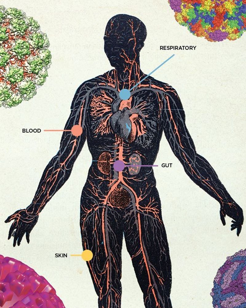 The Human Virome | The Scientist