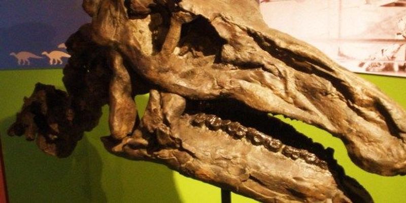 Fossilized Dinosaur Brain Found | The Scientist