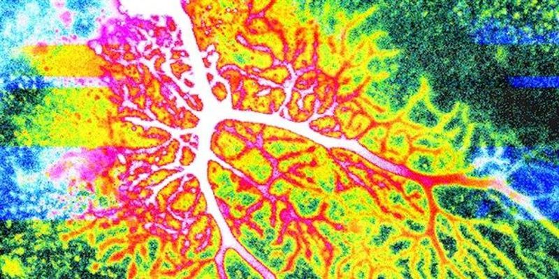 Image of the Day: Branching Out | The Scientist