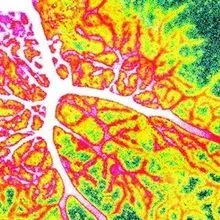 Image of the Day: Branching Out | The Scientist