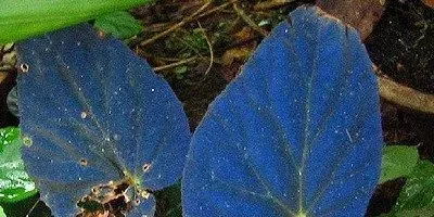 Blue Leaf Special | The Scientist