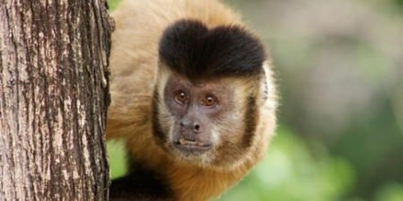 Monkey Tools and Early Human Ingenuity | The Scientist