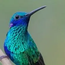 Hummingbird | The Scientist