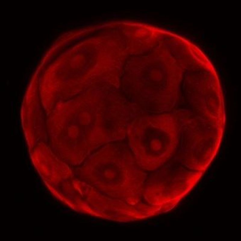 Organoid Culture Handbook | The Scientist