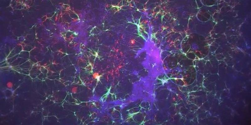 Image of the Day: Slow Zoom | The Scientist