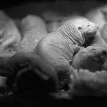 Naked Mole-rats | The Scientist