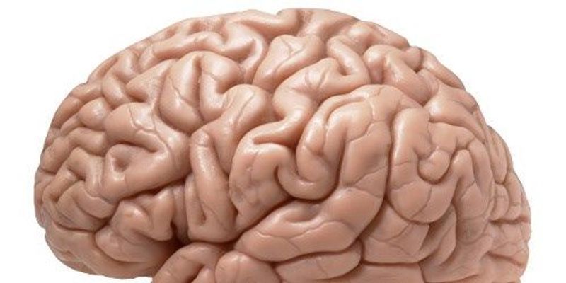 Nascent Neurons Journey Through Newborn Brain | The Scientist