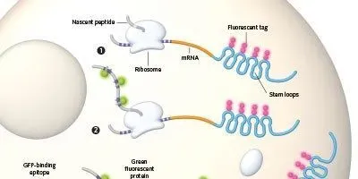 How to Track Translation in Living Cells | The Scientist