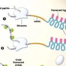 Translation | The Scientist