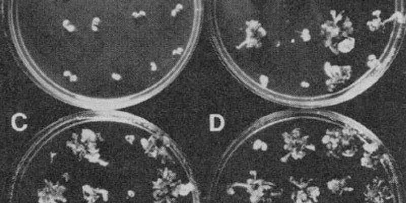 Science History: The First Transgenic Arabidopsis | The Scientist