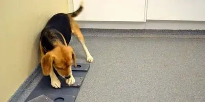 Genes Linked to Dogs’ Sociability with People | The Scientist