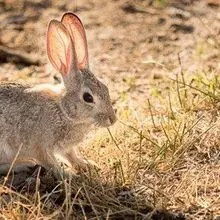 Image of the Day: Cottontail Cool | The Scientist