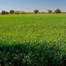 Monsanto Buys Rights to CRISPR | The Scientist