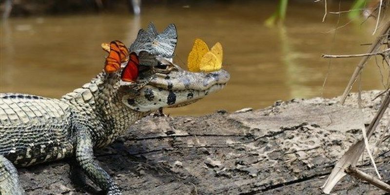 Image of the Day: Crowned Caiman | The Scientist