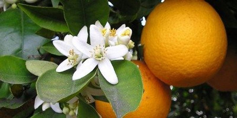 How Plants Evolved Different Ways to Make Caffeine | The Scientist