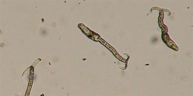 Image of the Day: Heat Seekers | The Scientist Magazine®