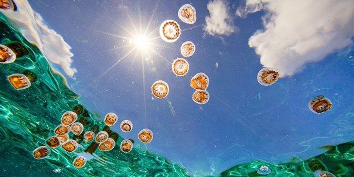 Thimble Jellyfish Philippines
