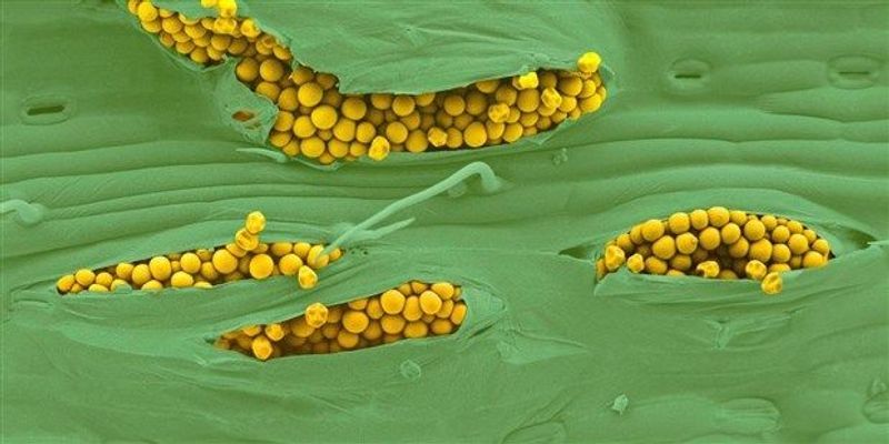 Image of the Day: Break Out | The Scientist