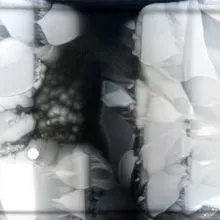 Giant Petri Dish Displays Evolution in Space and Time | The Scientist