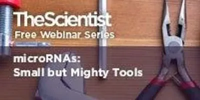 microRNAs: Small but Mighty Tools | The Scientist